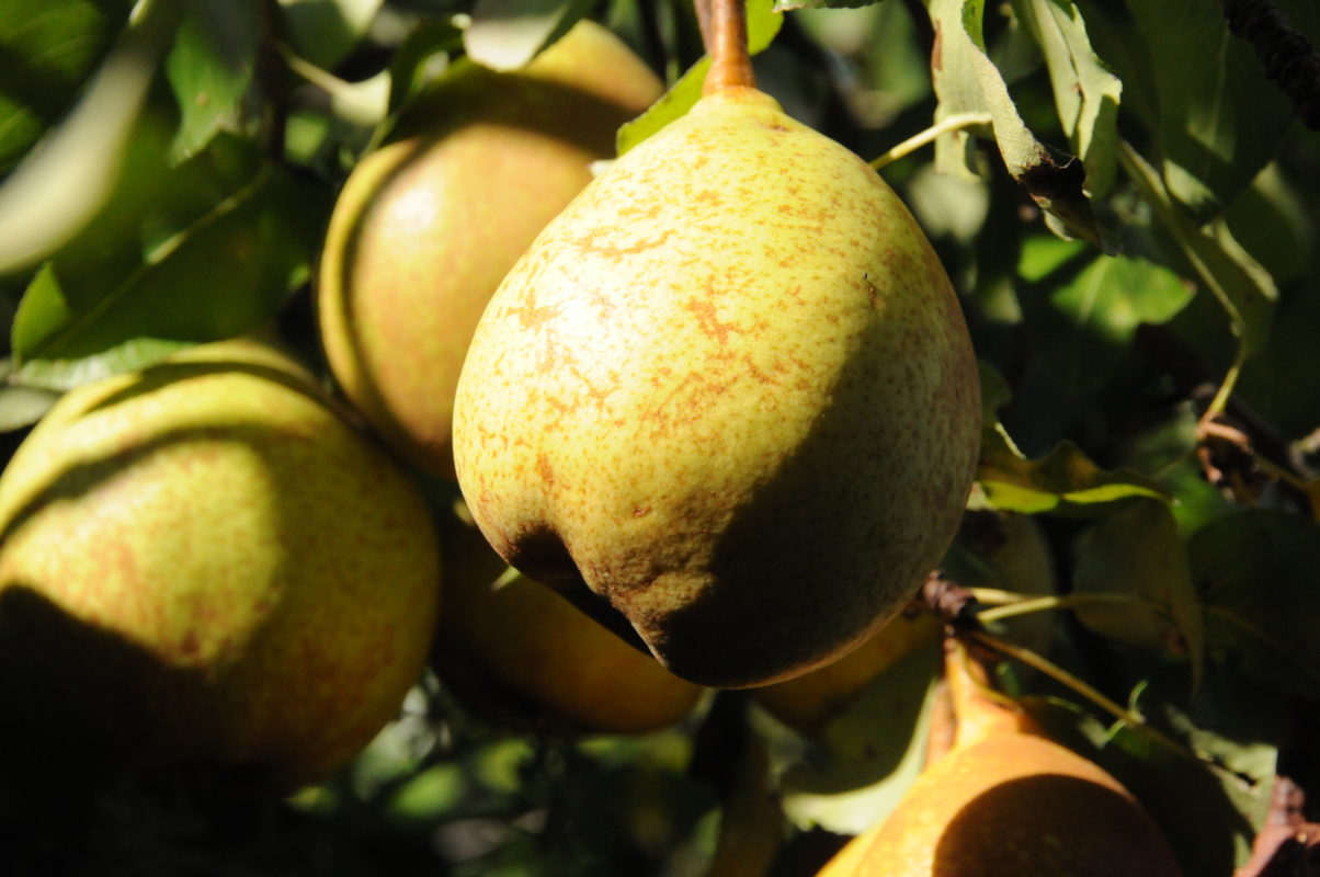 Toutes mes recettes du blog avec de la poire -cookingout