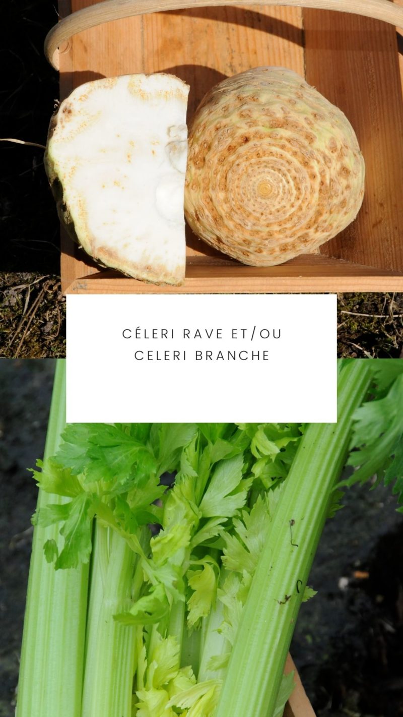 céleri branche ou céleri rave, toutes mes recettes- Cookingout